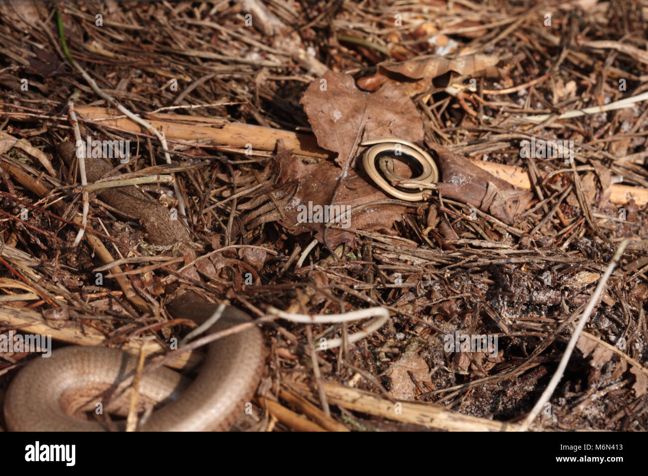 Juvenile and adult Slow Worms Anguis fragilis Stock Photo - Alamy