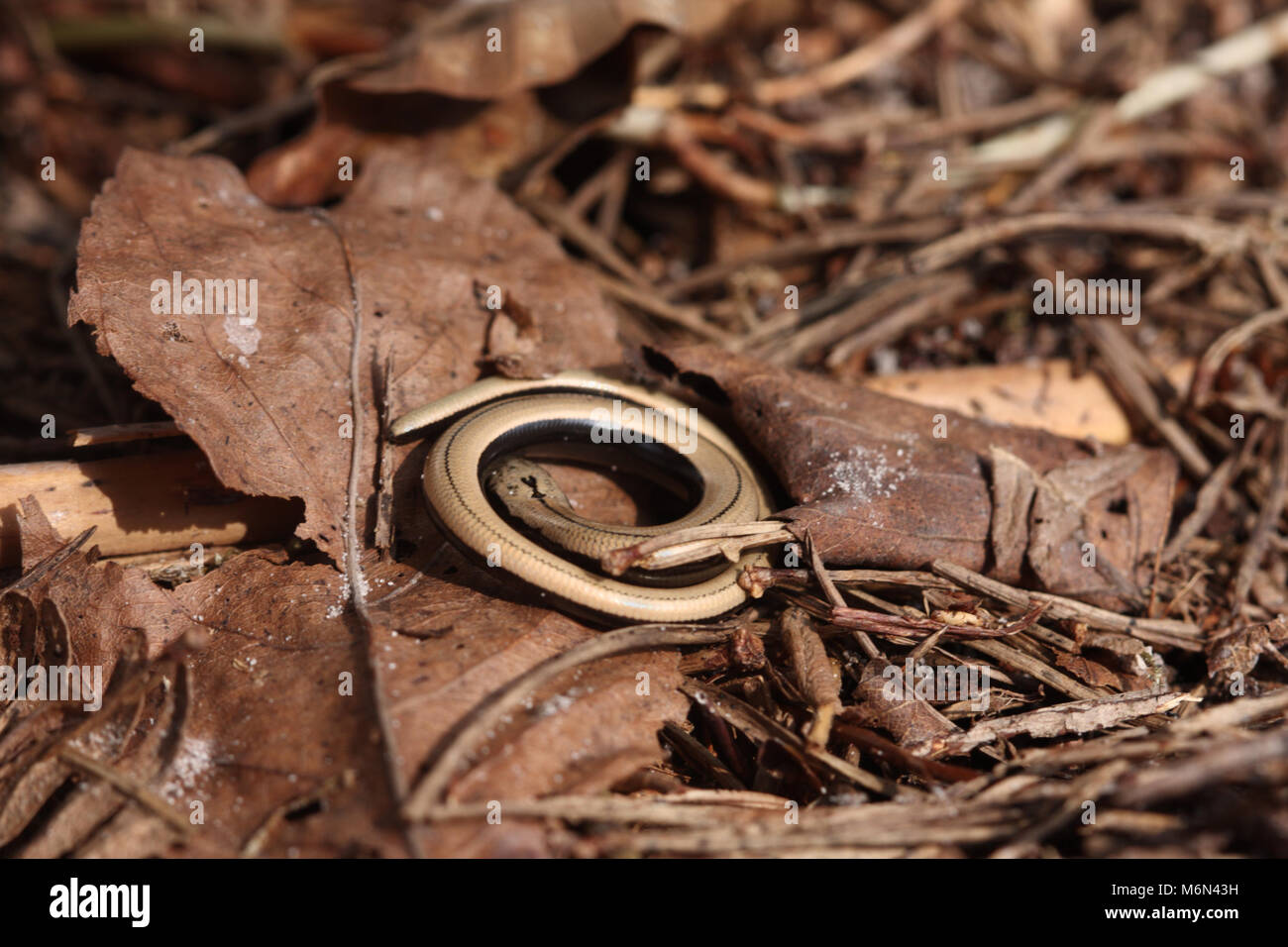 Very young juvenile Slow Worm Anguis fragilis Stock Photo - Alamy