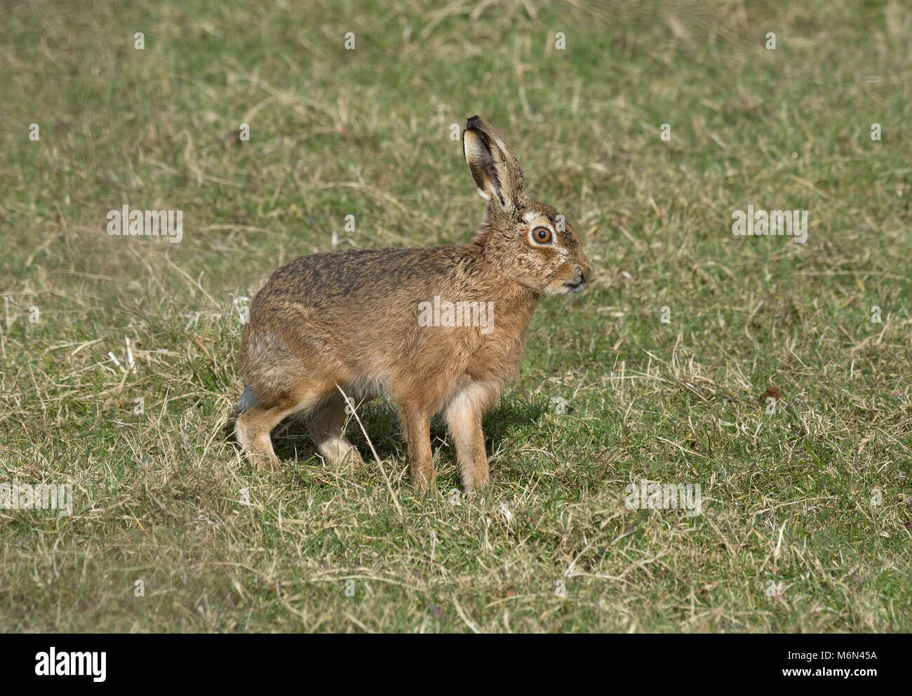 European Brown Hare, Lepus europaeus, stood in field, Lancashire, UK ...
