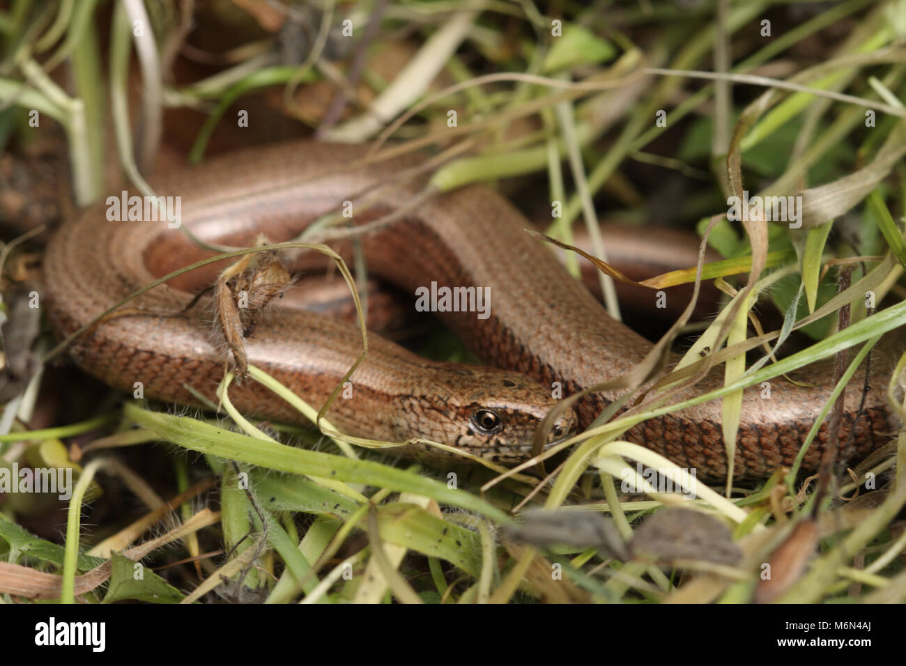 Slow Worm Stock Photos & Slow Worm Stock Images - Alamy