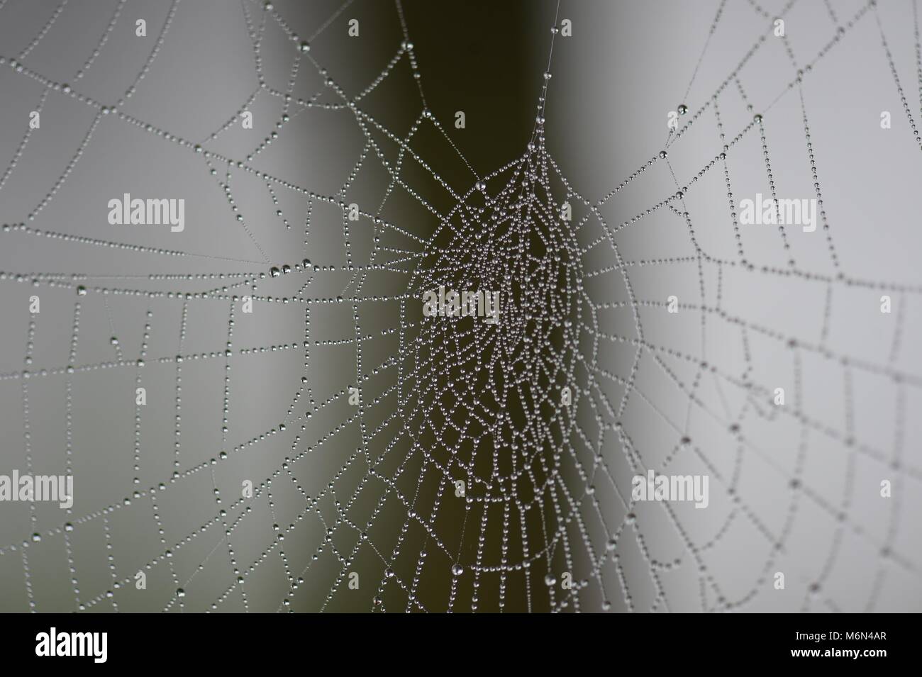 Cobweb, spider web, morning dew Stock Photo - Alamy