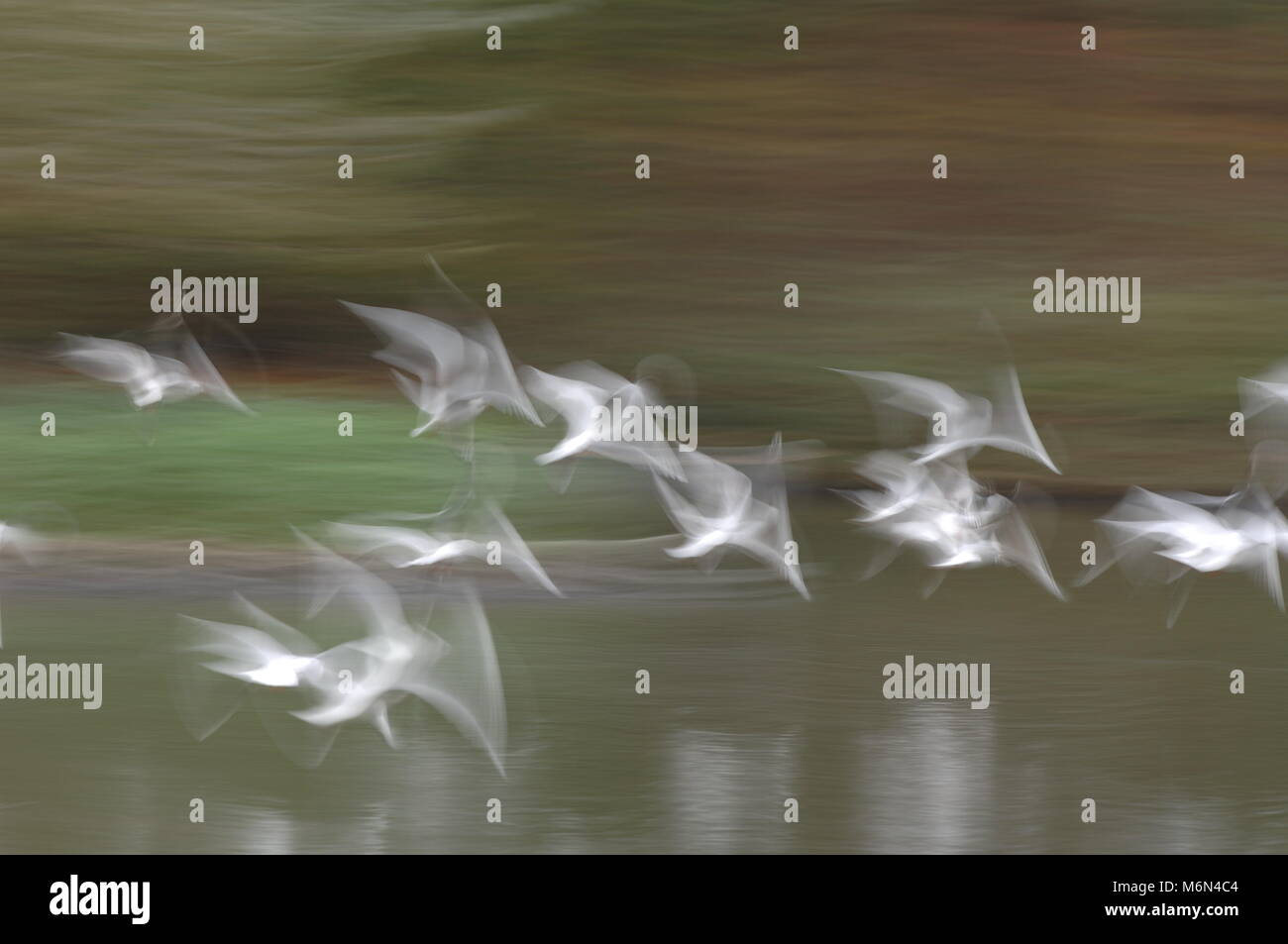 Birds in flight Stock Photo - Alamy