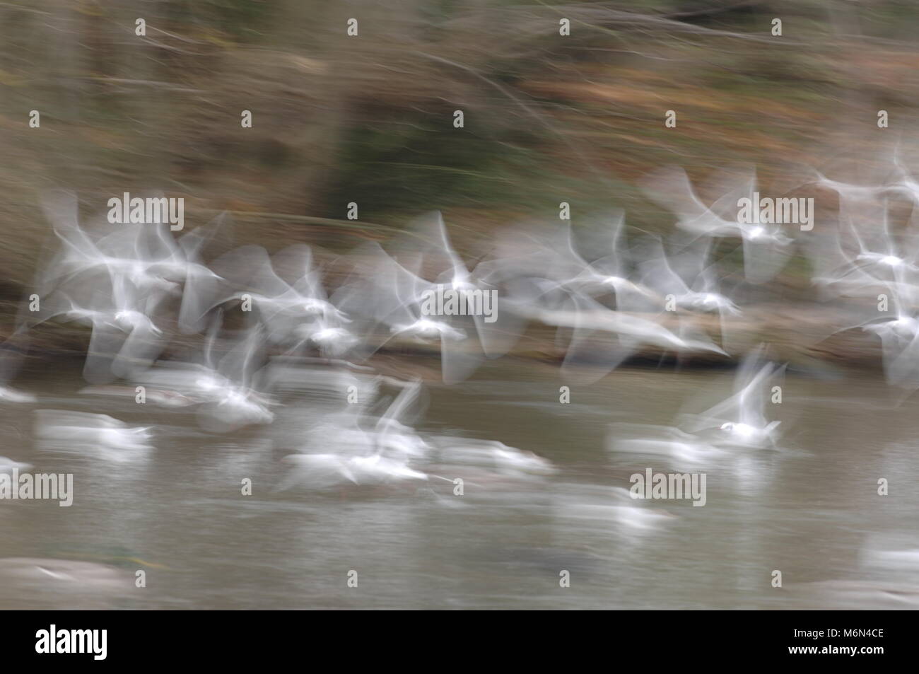 Birds in flight Stock Photo - Alamy