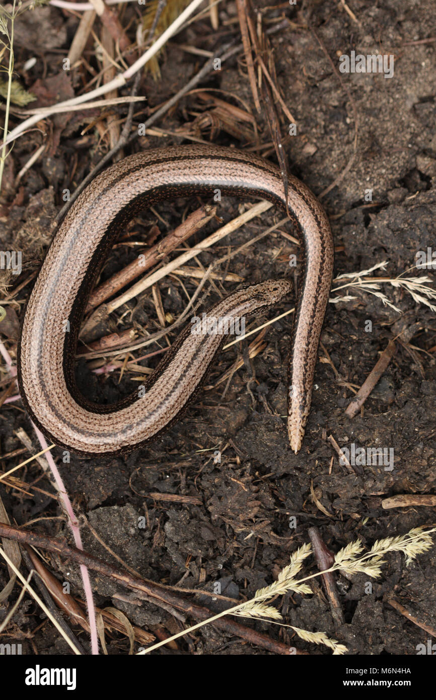Females worms hi-res stock photography and images - Alamy