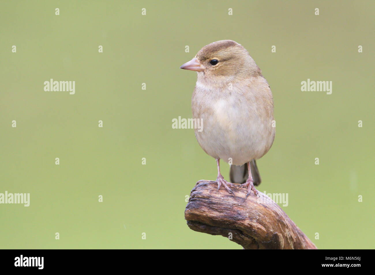 Female Chaffinch (Fringilla coelebs) under the rain with a beautiful ...