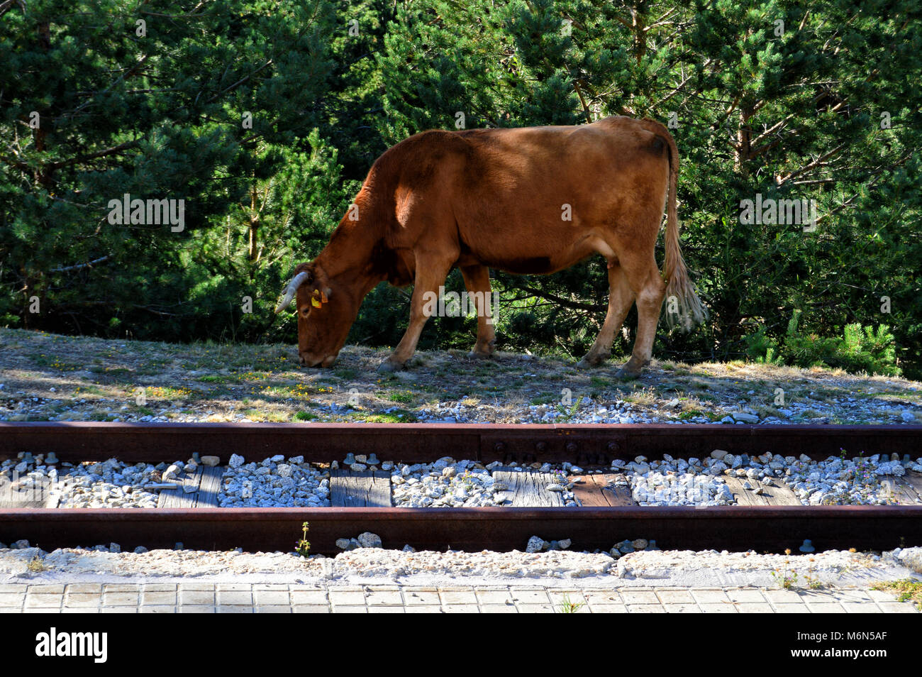 a brunette cow grazing near train tracks in the Mountain port of Cotos ...