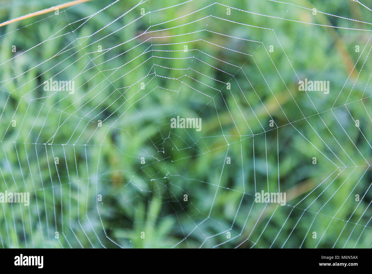 Spiders cobweb with small drop of water, morning dew Stock Photo - Alamy