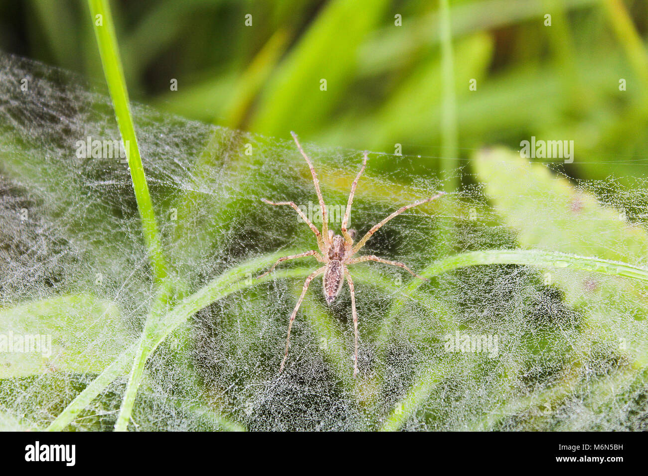 Small spider on edge of cobweb in grass Stock Photo - Alamy