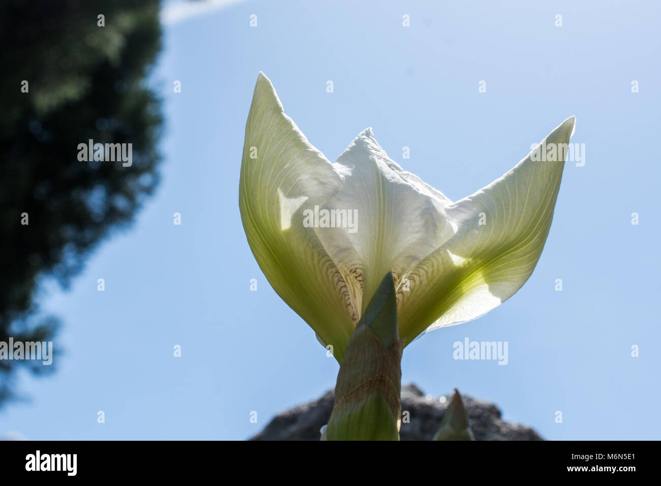 Beautiful colorful natural spring flower in view Stock Photo - Alamy