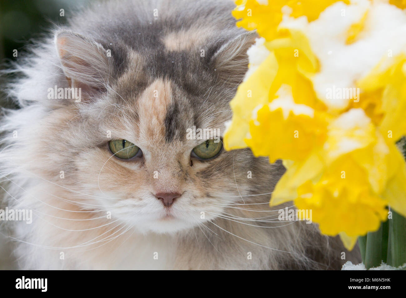Daffodil Green Eyes High Resolution Stock Photography and Images - Alamy