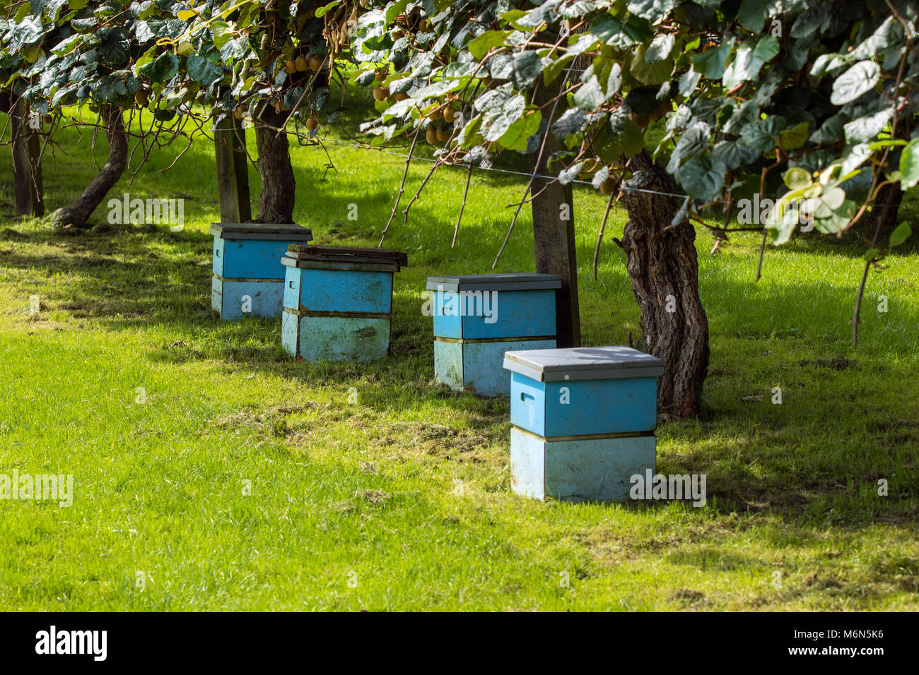 Bee hives in orchard hi-res stock photography and images - Alamy