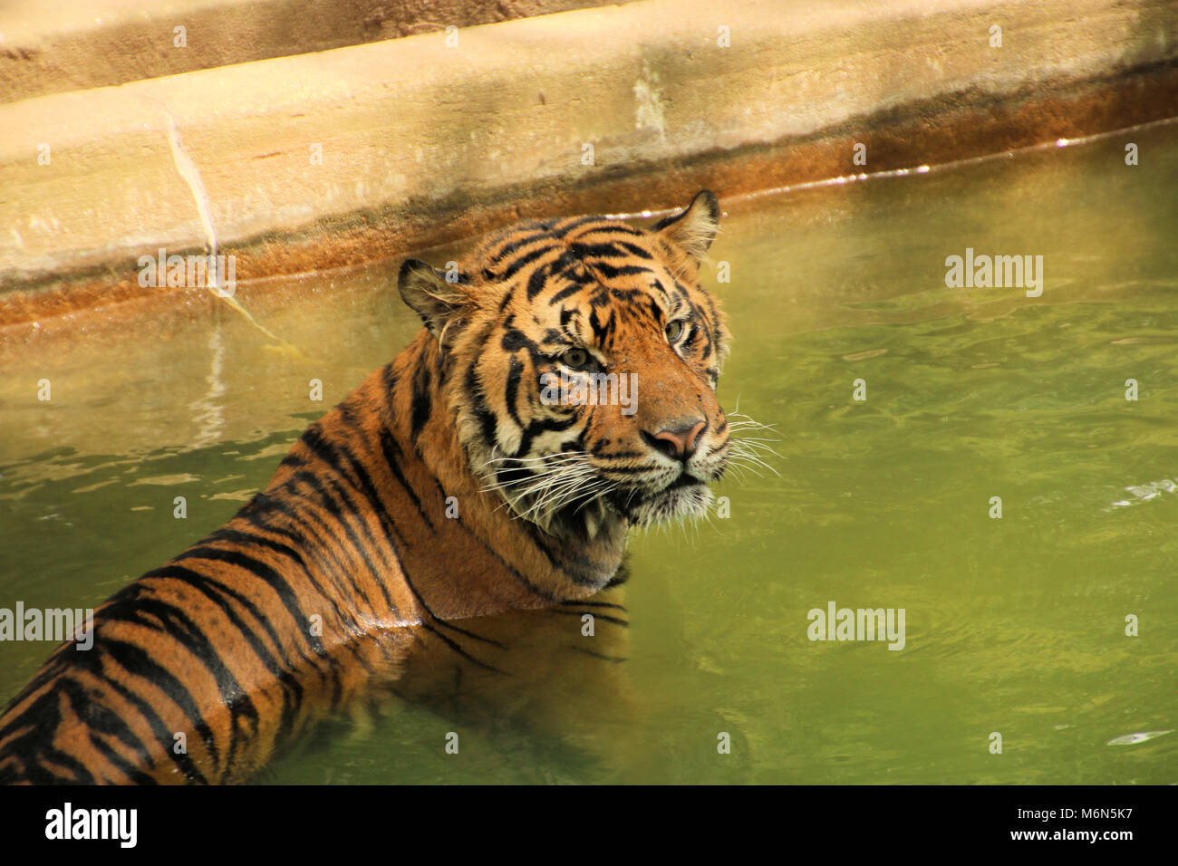 A Tiger at Washington Zoo Stock Photo - Alamy