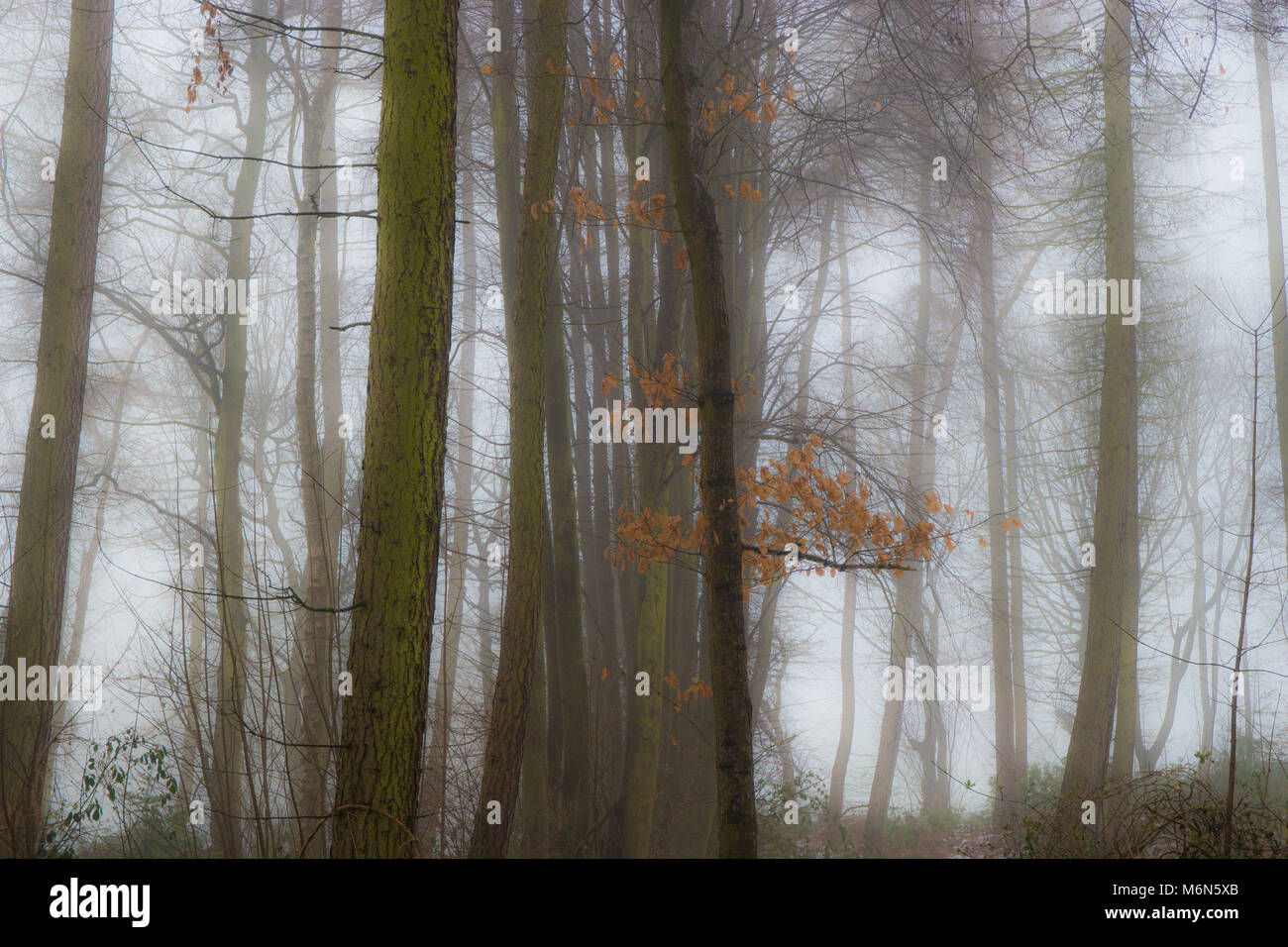 Misty forest with snow in the winter, North Wales, UK Stock Photo - Alamy