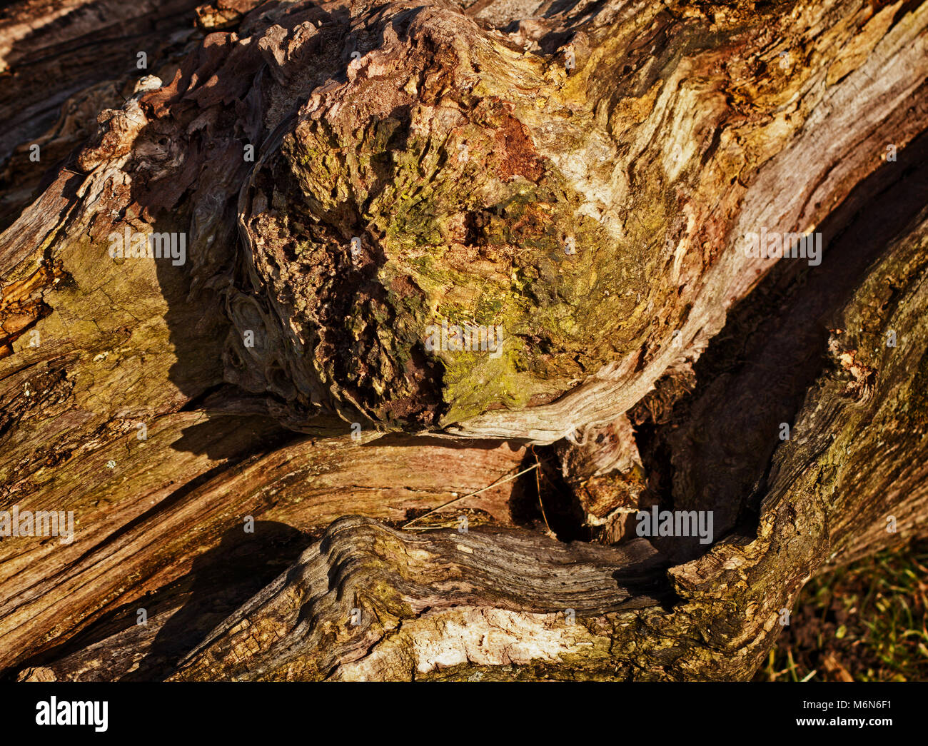 contours of decay on a felled tree branch make an interesting and ...