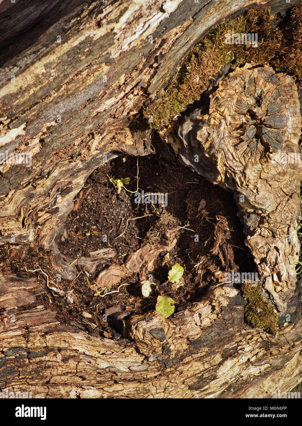 Greenery sprouting from a decaying tree branch near the River Wyre ...