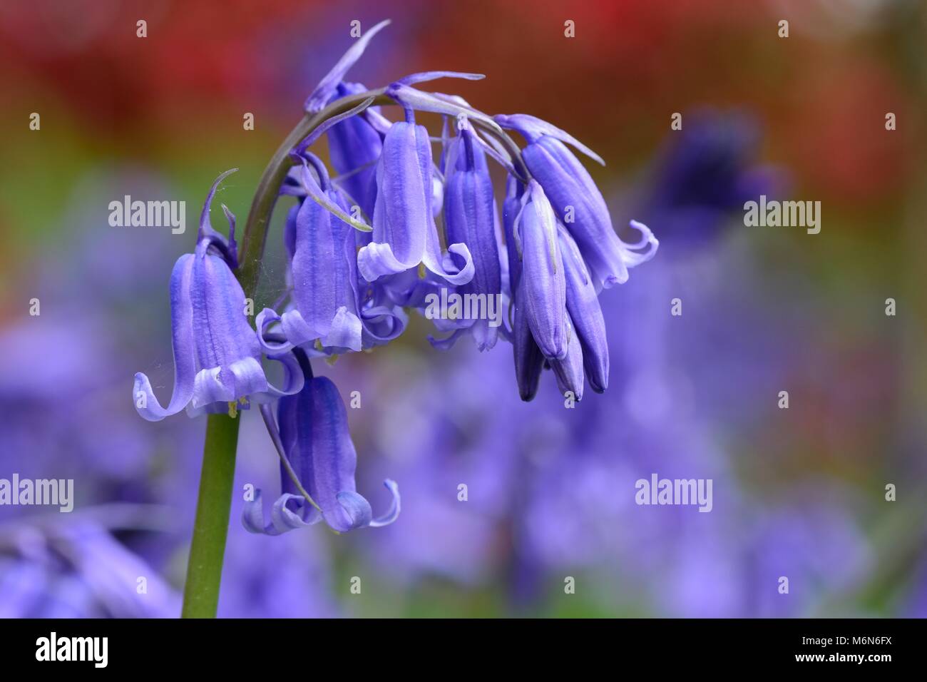 Types Of Drooping Purple Flowers