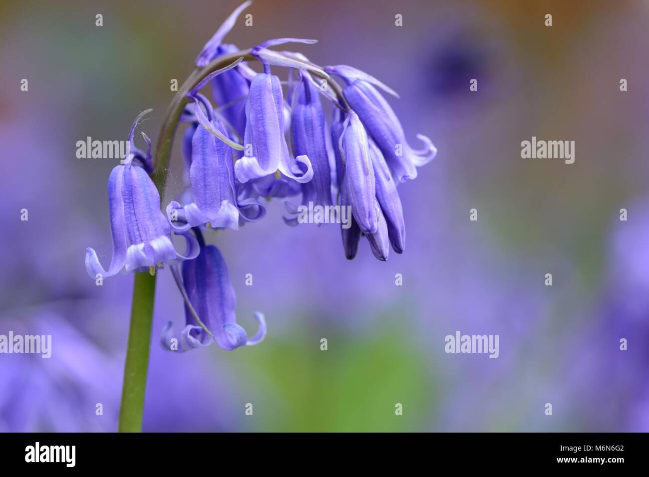 Droopy purple flowers hi-res stock photography and images - Alamy