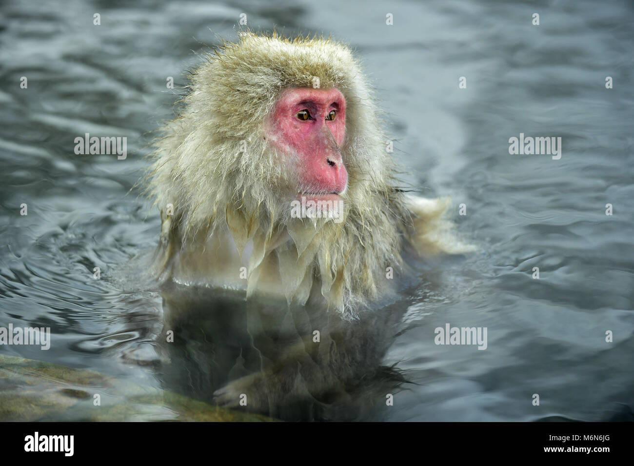 Snow monkey in a natural onsen (hot spring), located in Jigokudani Park ...