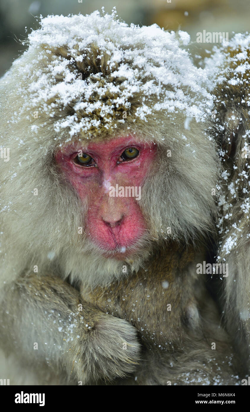 Snow monkey with snow on the head. Jigokudani Park, Yudanaka. Nagano ...