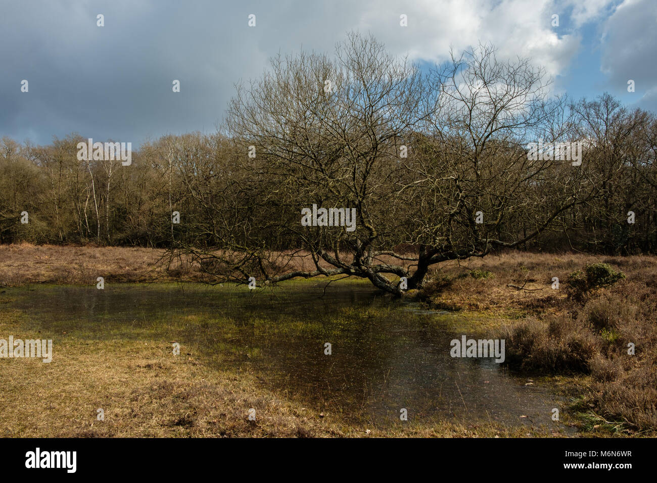 A Shallow Pond frozen in The New Forest National Park Stock Photo - Alamy
