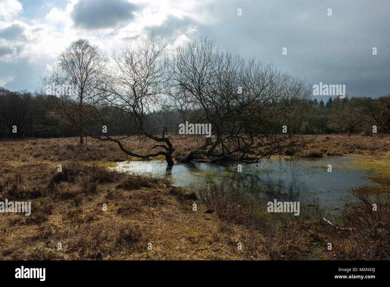 A Shallow Pond frozen in The New Forest National Park Stock Photo - Alamy