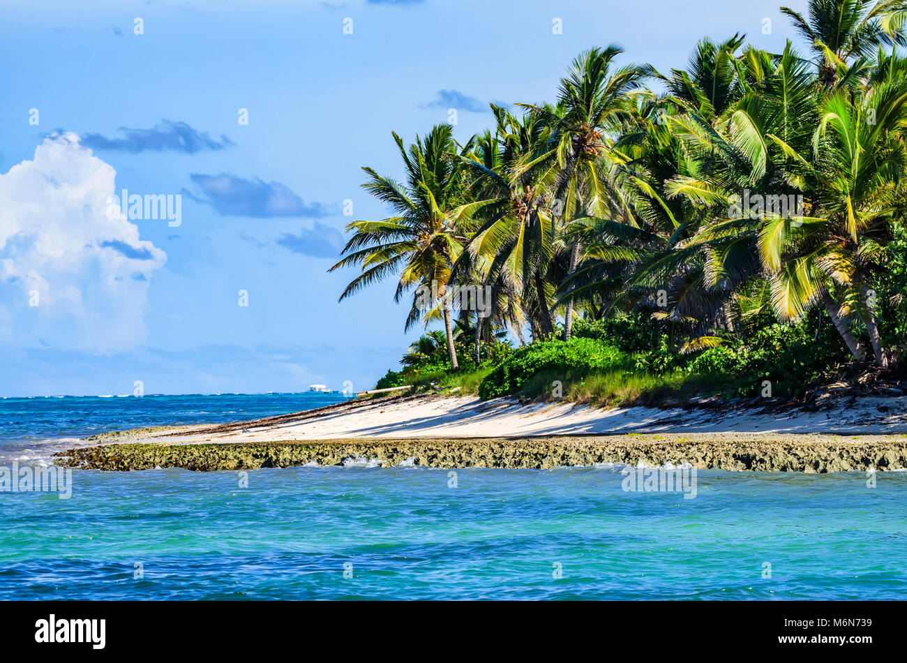 Tropical beach with palm trees and ocean Stock Photo - Alamy