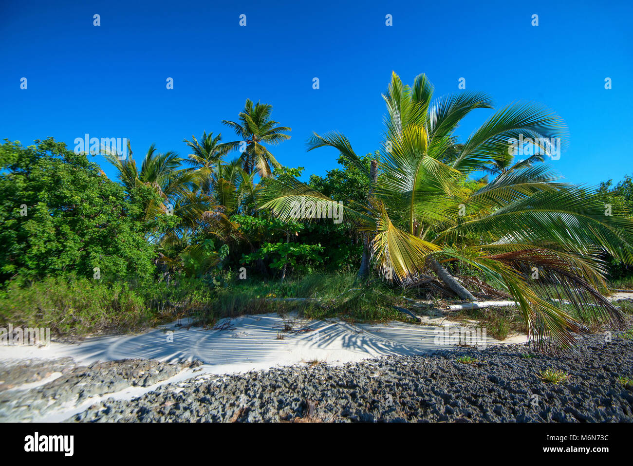 Tropical beach with palm trees Stock Photo - Alamy