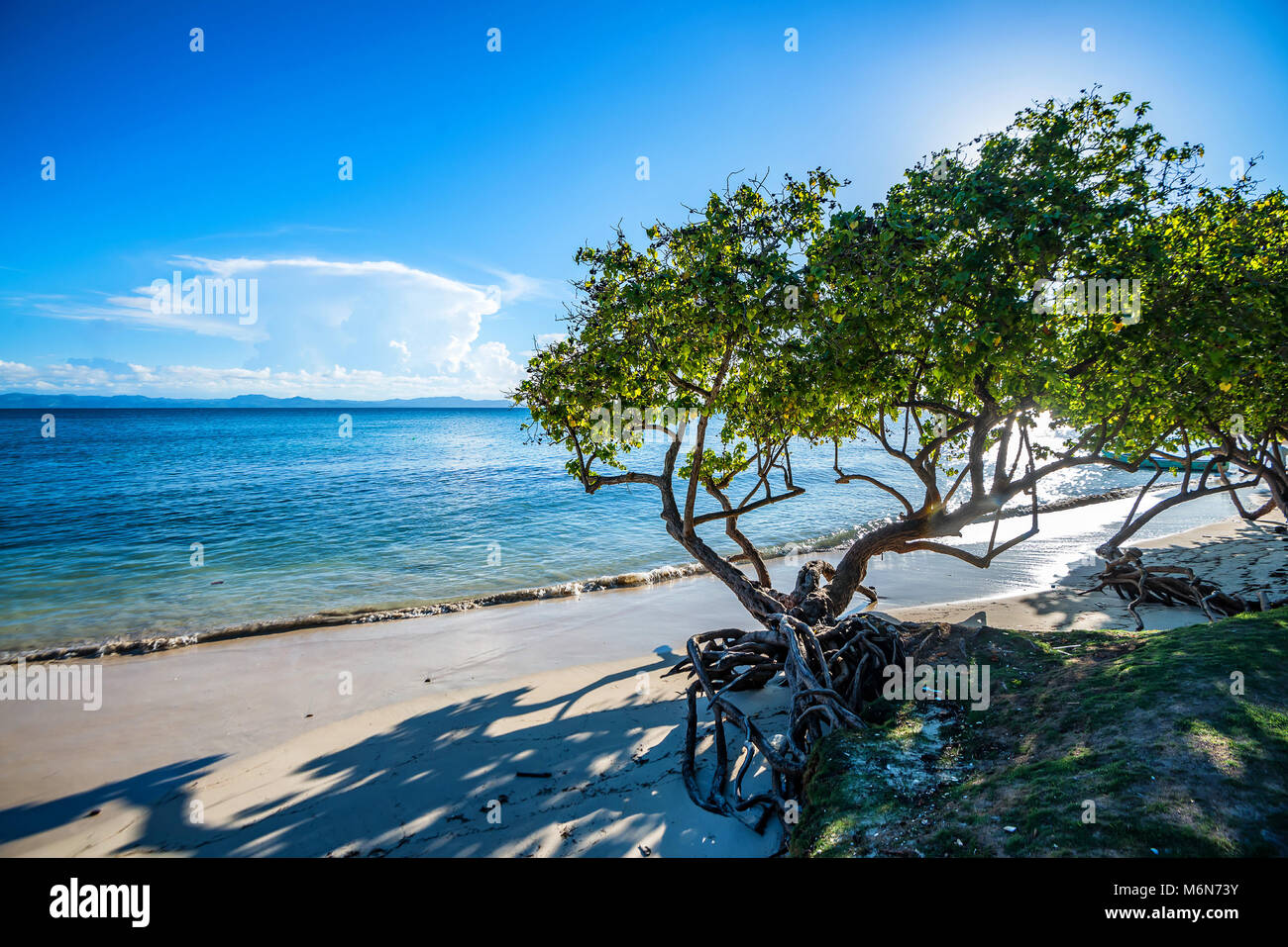 Tropical flower and beaches hi-res stock photography and images - Alamy