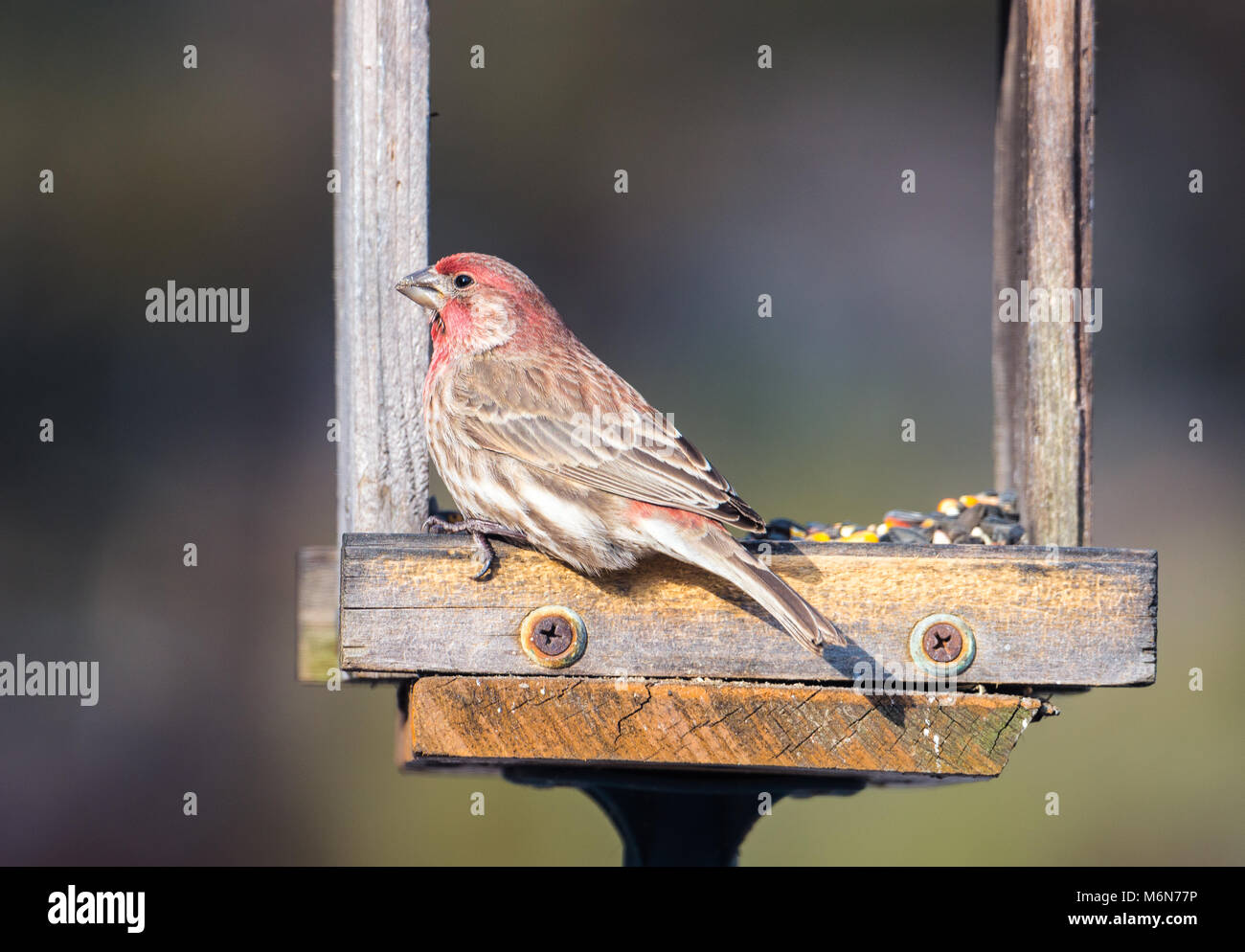 horizontal image of a purple finch eating seeds on wood feeder. Bright ...