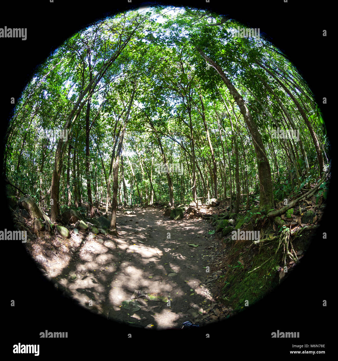 trail the rainforest with lush green trees, shot with a fisheye lens ...