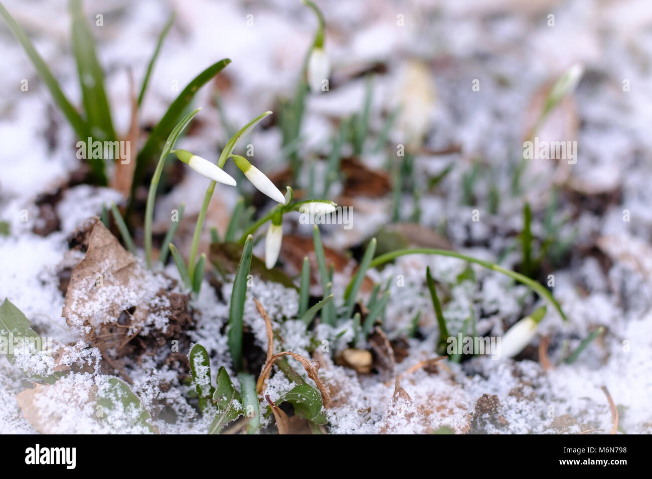 Snowdrops in the Snow Stock Photo - Alamy