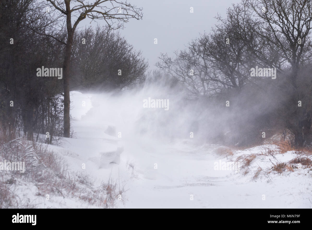 Winter winds blow powder snow off the top of a tall snow drift across a ...