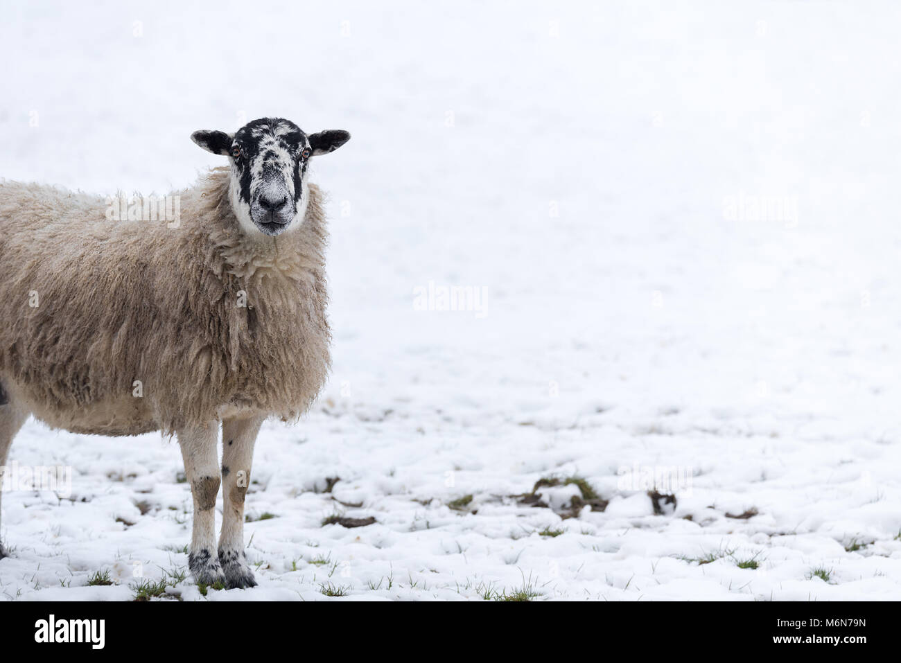 A black and white faced sheep with a full coat of wool stands in a snow ...