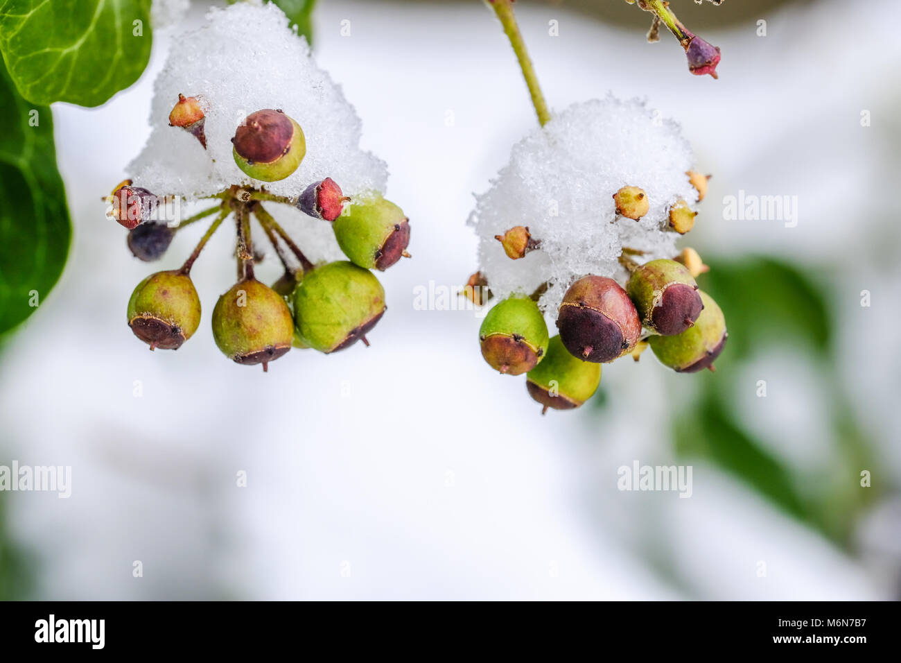 Creeper Plants Seeds Stock Photo - Alamy