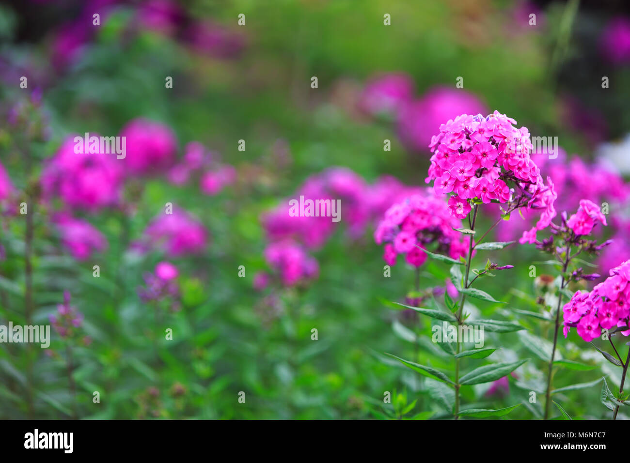 Magenta flowers hi-res stock photography and images - Alamy