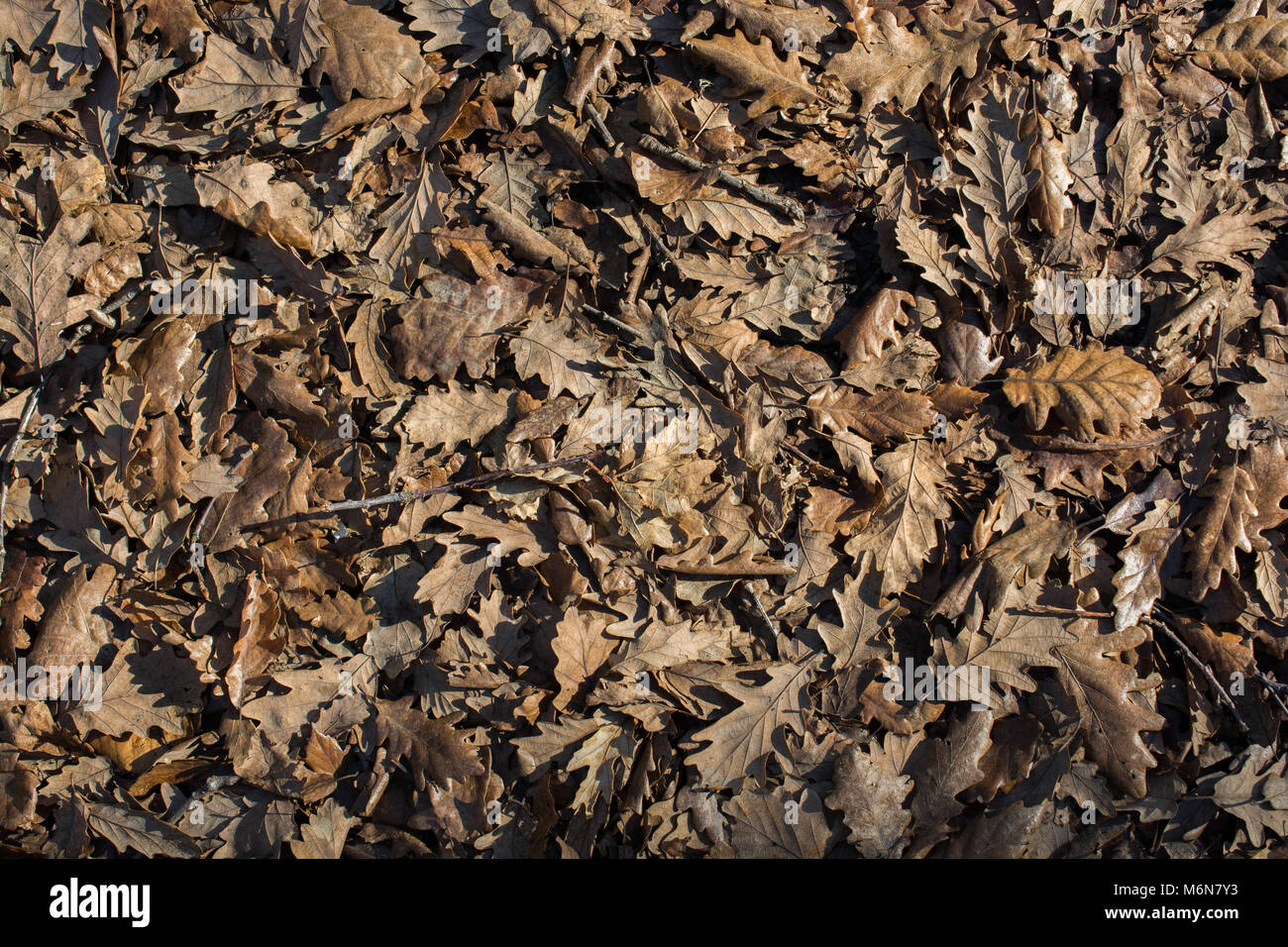 Texture background of autumn season with leaves Stock Photo - Alamy