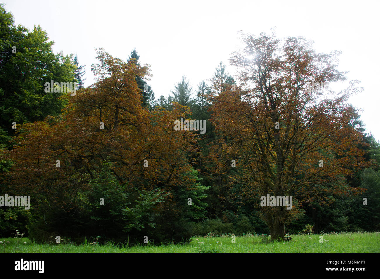 Trees in forest while tree leaf fall season on mountain of Germany ...