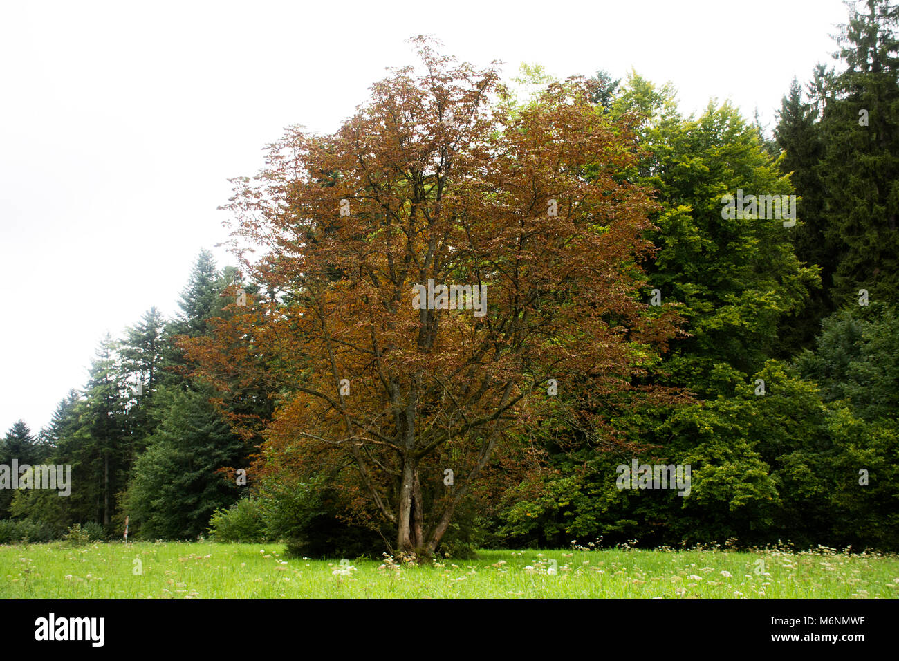Trees in forest while tree leaf fall season on mountain of Germany ...