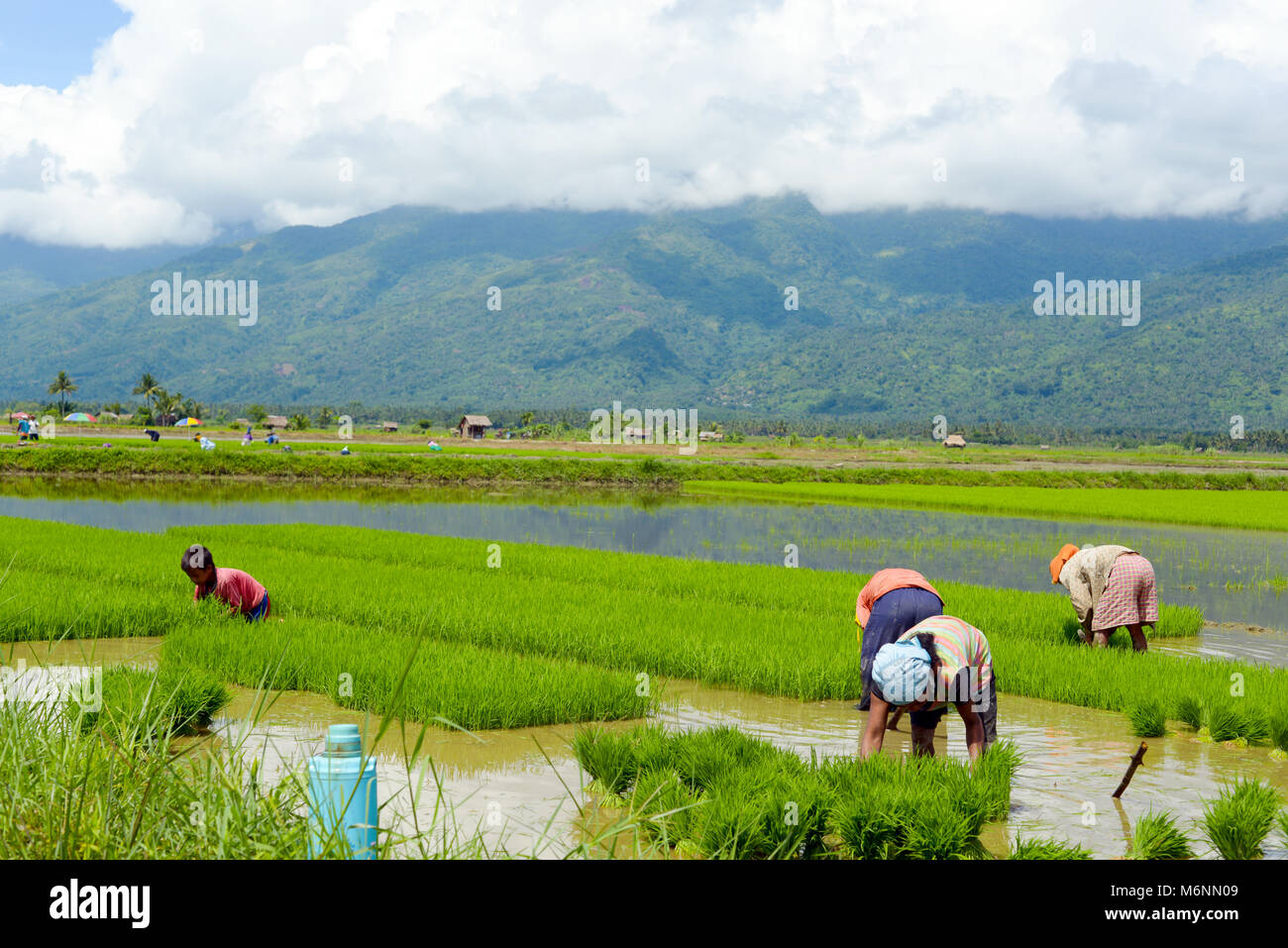 Philippine rice field hi-res stock photography and images - Alamy