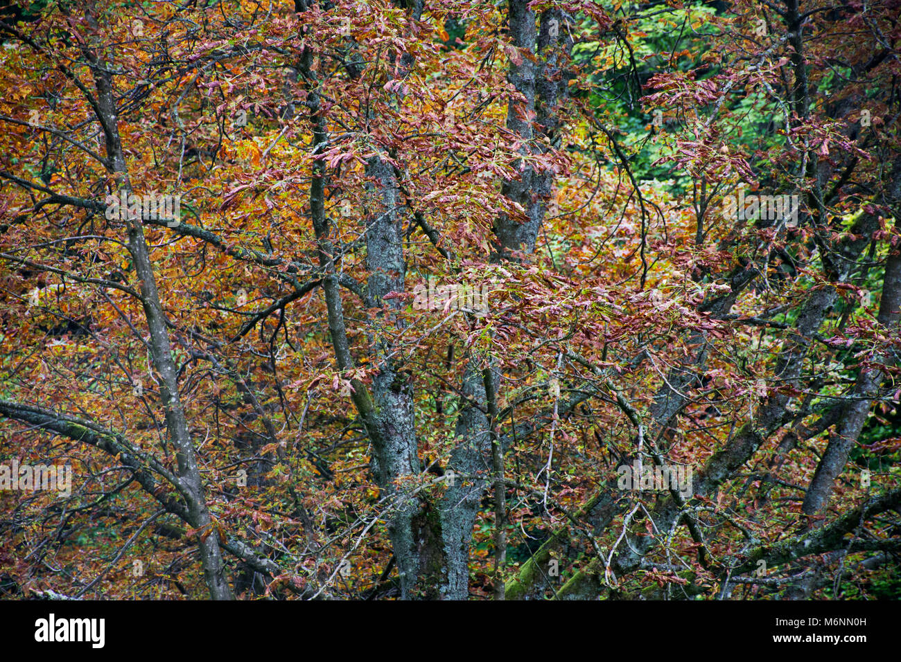 Trees in forest while tree leaf fall season on mountain of Germany ...