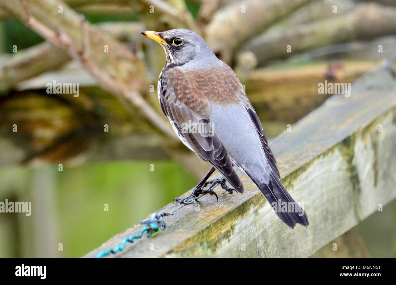 Fieldfare winter visitor hi-res stock photography and images - Alamy