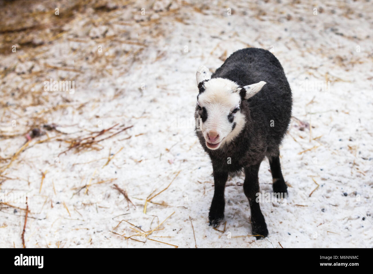 Little lamb on winter farm in Russia Stock Photo - Alamy