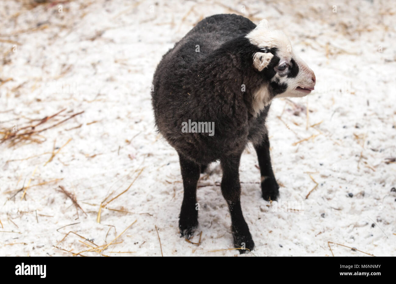 Little black lamb on winter farm, Russia Stock Photo - Alamy