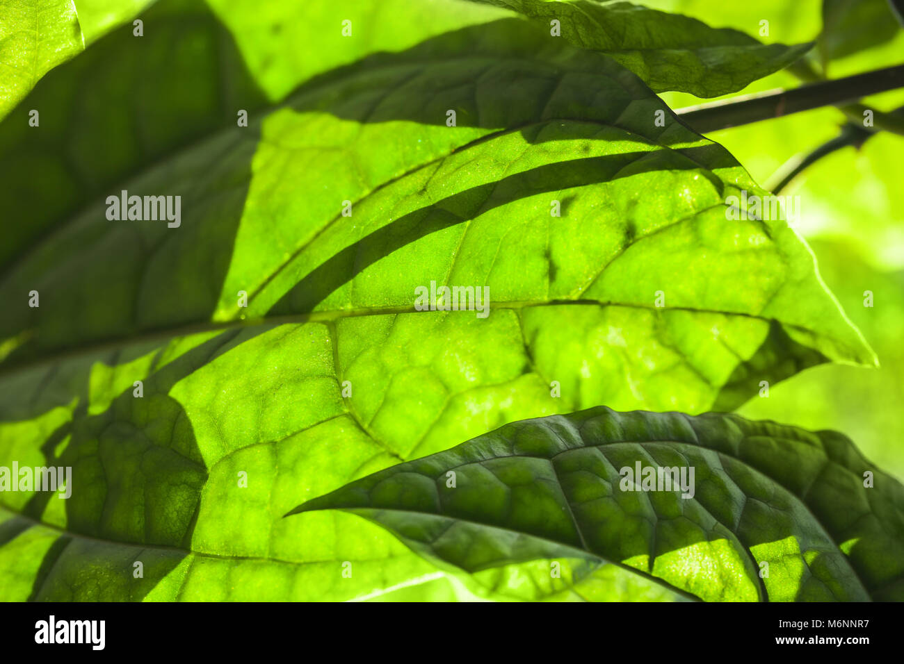 Green leaf macro photo with shadows pattern, natural background photo ...
