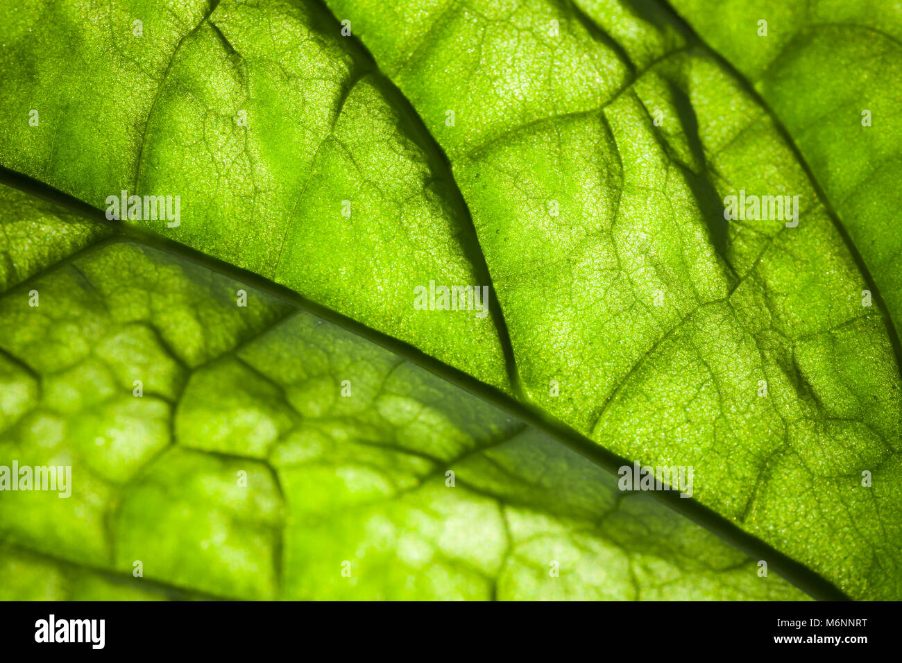 Veins texture hi-res stock photography and images - Alamy
