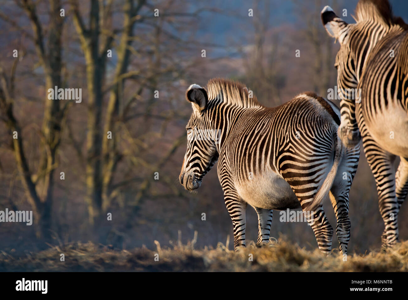 Rear view of two beautiful Grevy's zebra (Equus grevyi) standing ...