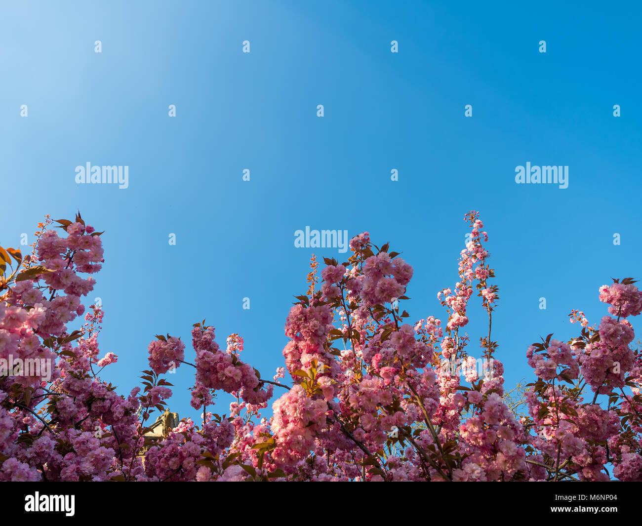 Beautiful spring time in Paris Stock Photo - Alamy