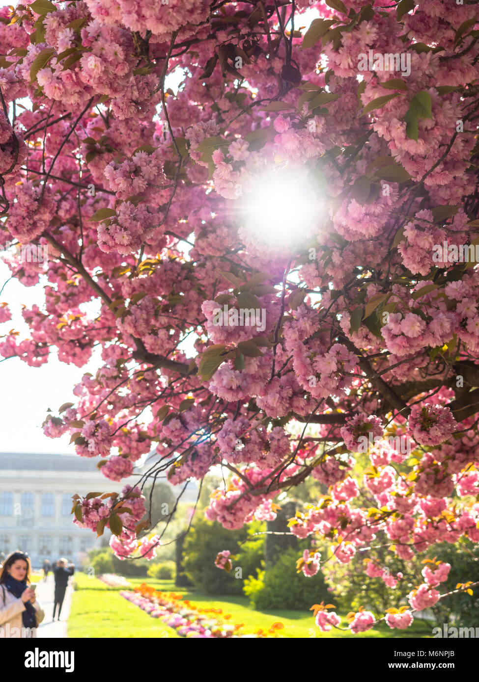 Beautiful spring time in Paris Stock Photo - Alamy