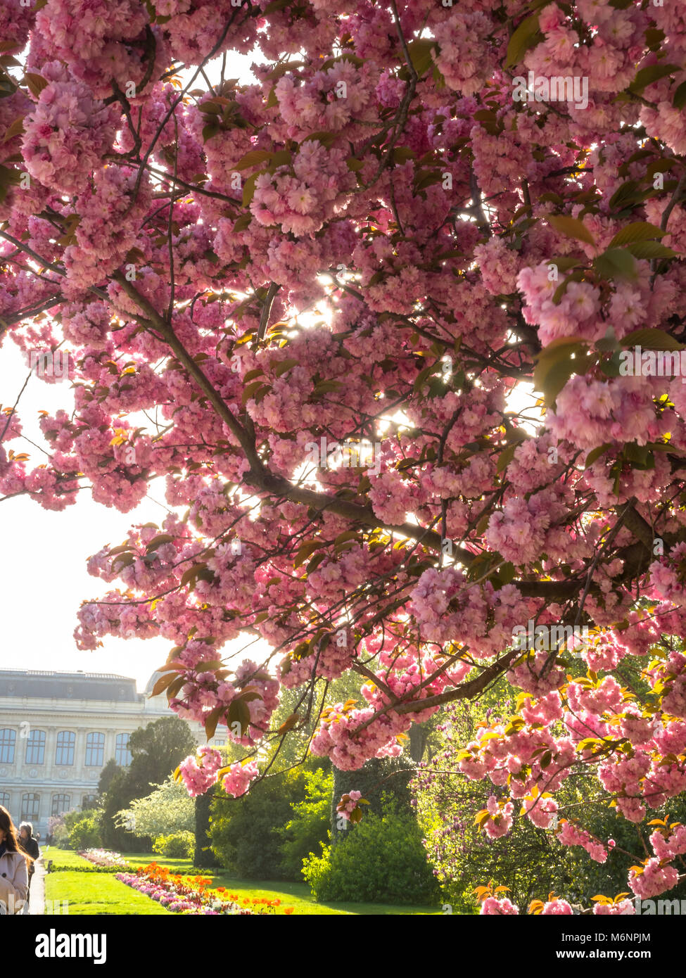 Beautiful spring time in Paris Stock Photo - Alamy