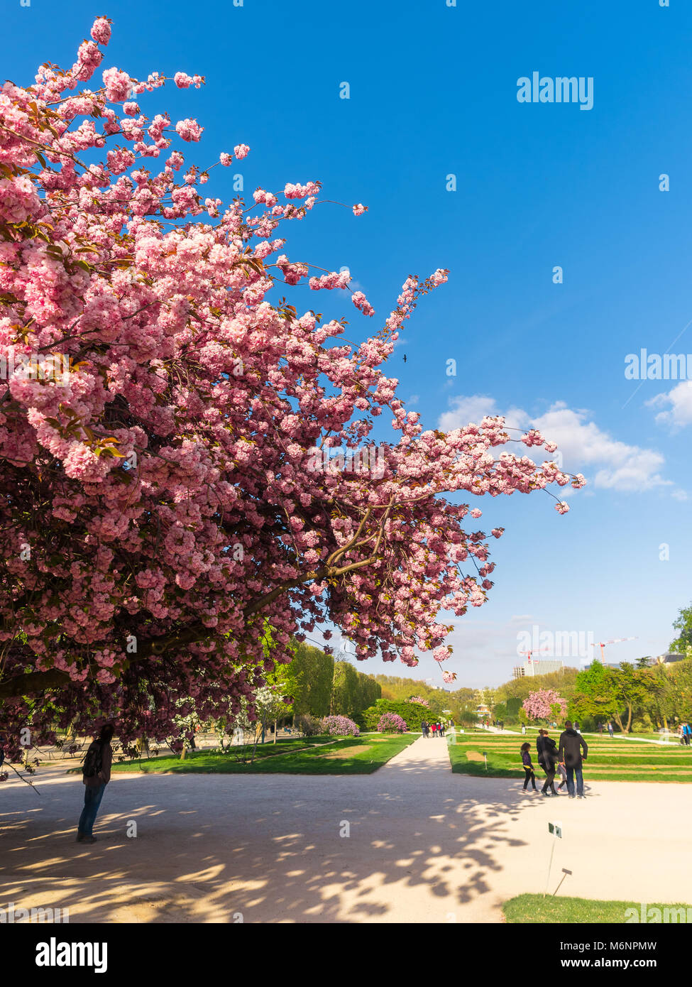 Beautiful spring time in Paris Stock Photo - Alamy